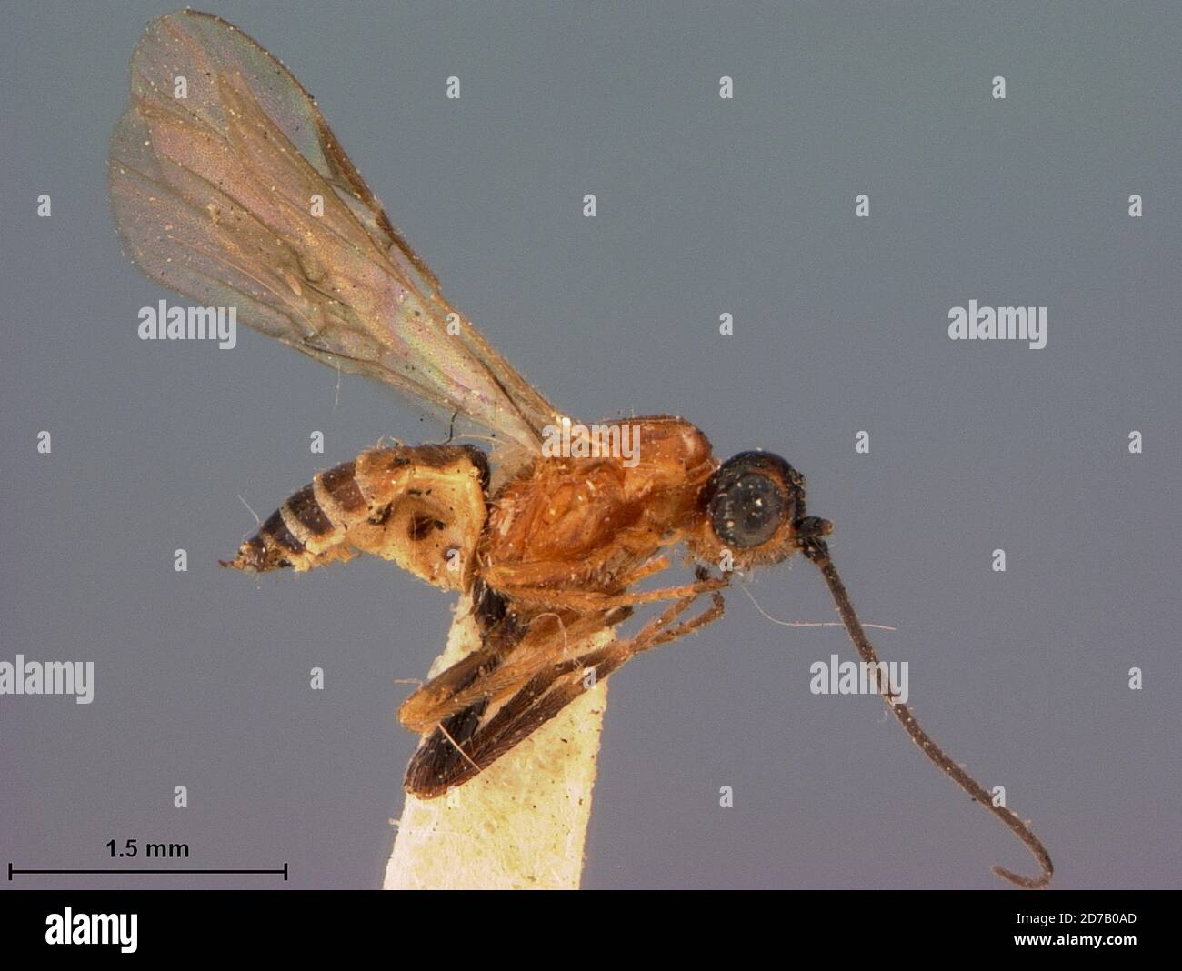 Microbracon talpocharis ashmead hi-res stock photography and images - Alamy
