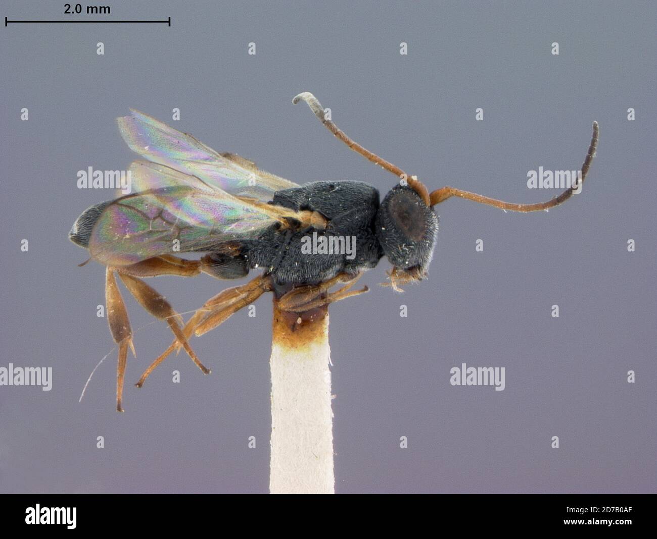 Tangkulan, Bukidnon, Philippines, Megachelonus bicoloricornis Baker ...
