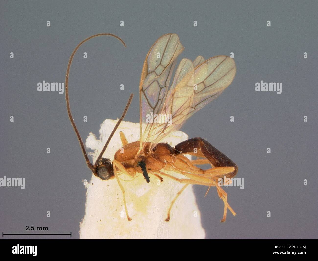 Sapporo, Hokkaid?, Japan, Rhogas thoracicus Ashmead, Animalia ...