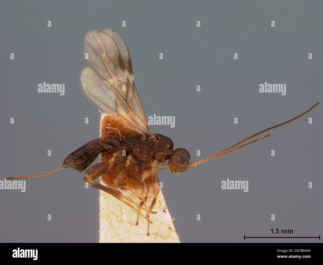 Spathius tomici Ashmead, Animalia, Arthropoda, Insecta, Hymenoptera ...