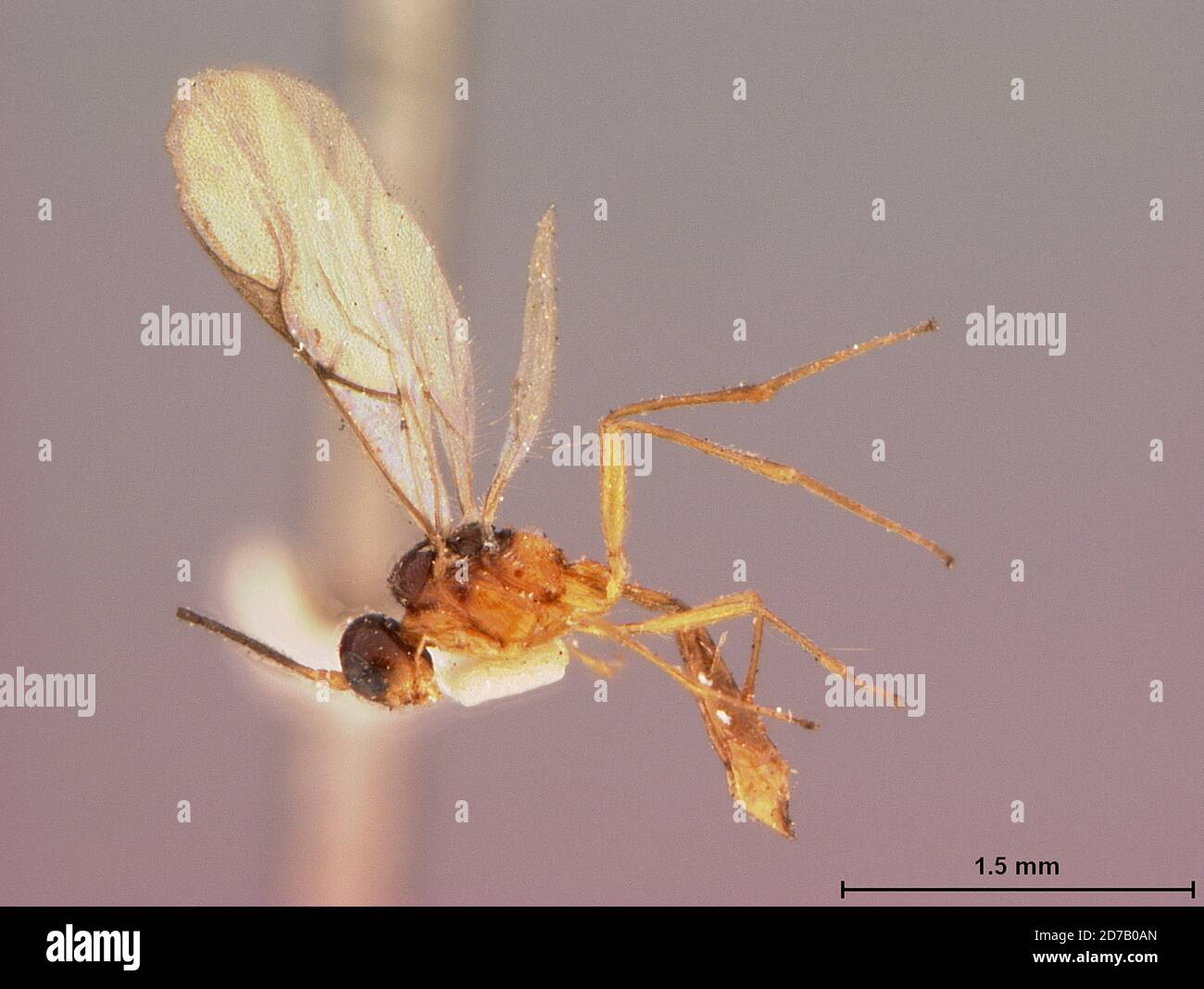 Praon virginiensis ashmead hi-res stock photography and images - Alamy