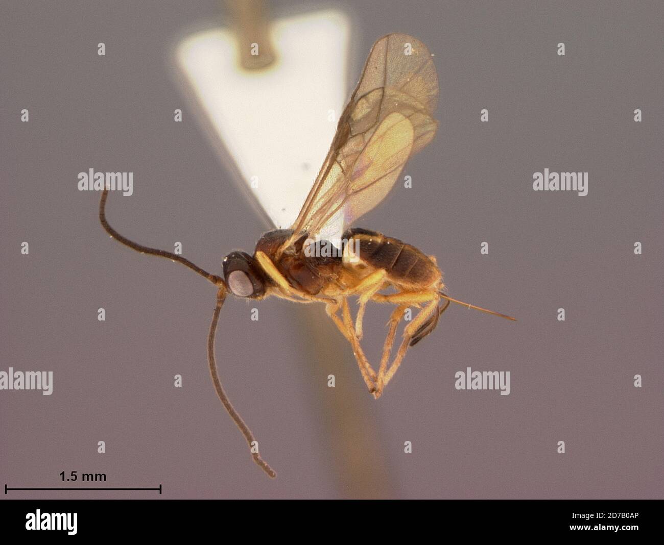 Manila, Rizal, Philippines, Bracon vau Ashmead, Animalia, Arthropoda ...