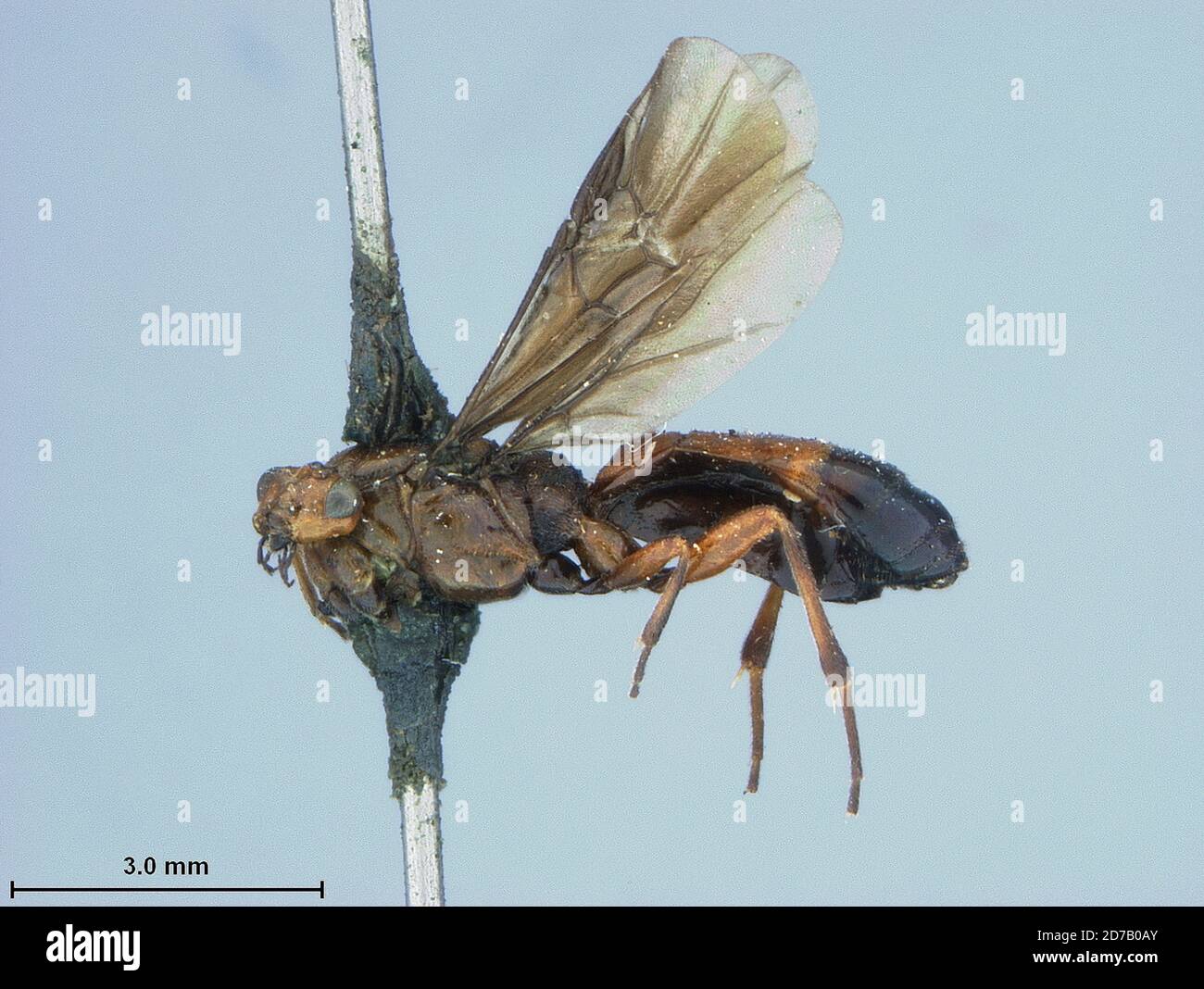 Orgilus terminalis ashmead hi-res stock photography and images - Alamy