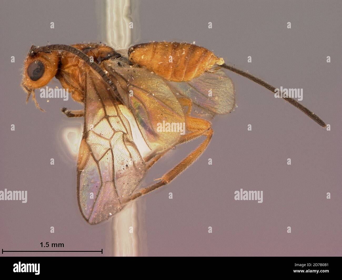 Virginia, United States, Bracon vernoniae Ashmead, Animalia, Arthropoda ...