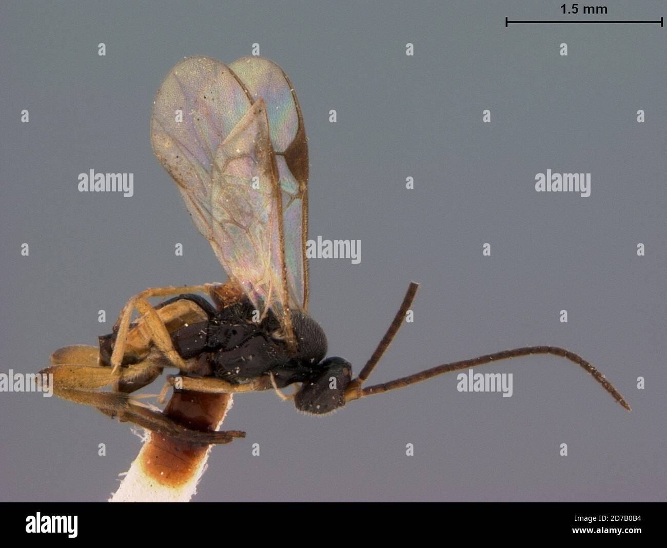 Punduloya, Sri Lanka, Apanteles tiracholae Ashmead, Animalia ...