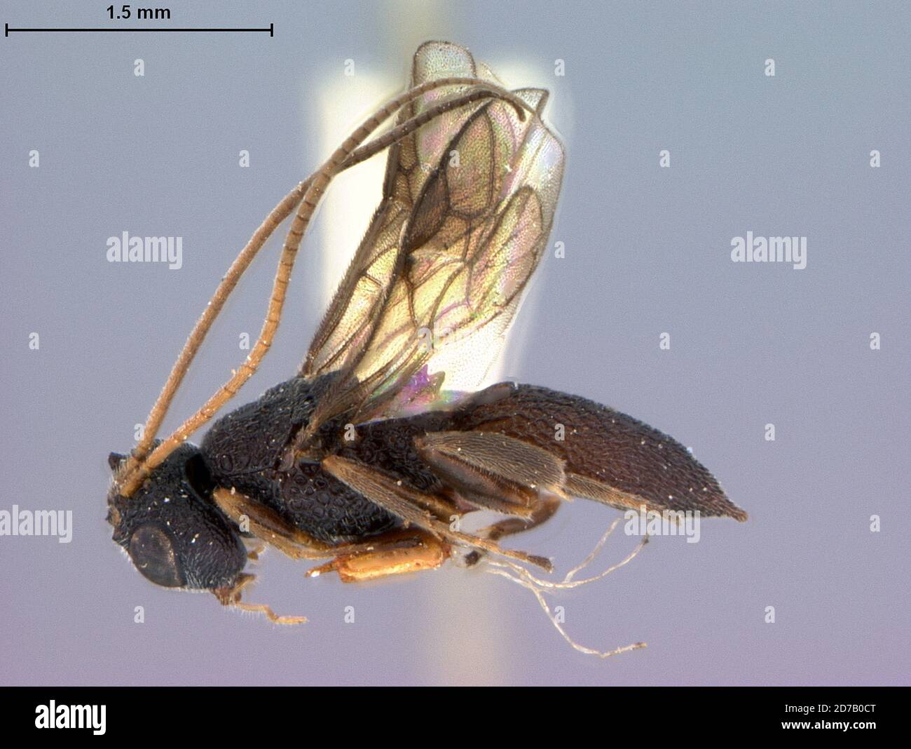 Singapore, Republic of Singapore, Cascogaster coelioxoides Baker ...