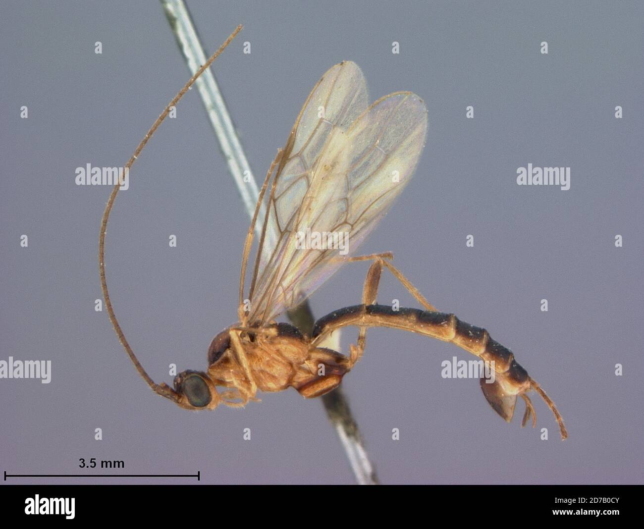 Mount Makiling, Luzon, Laguna, Philippines, Rhogas cameroni Baker ...