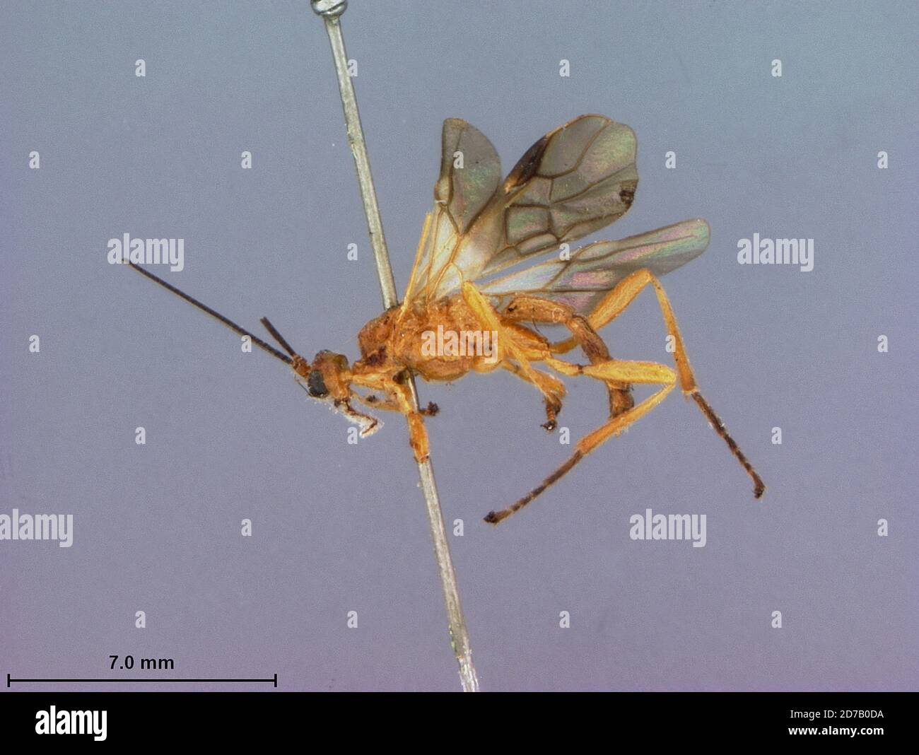 Baguio, Benguet, Philippines, Paragyroneuron bicolor Baker, Animalia ...