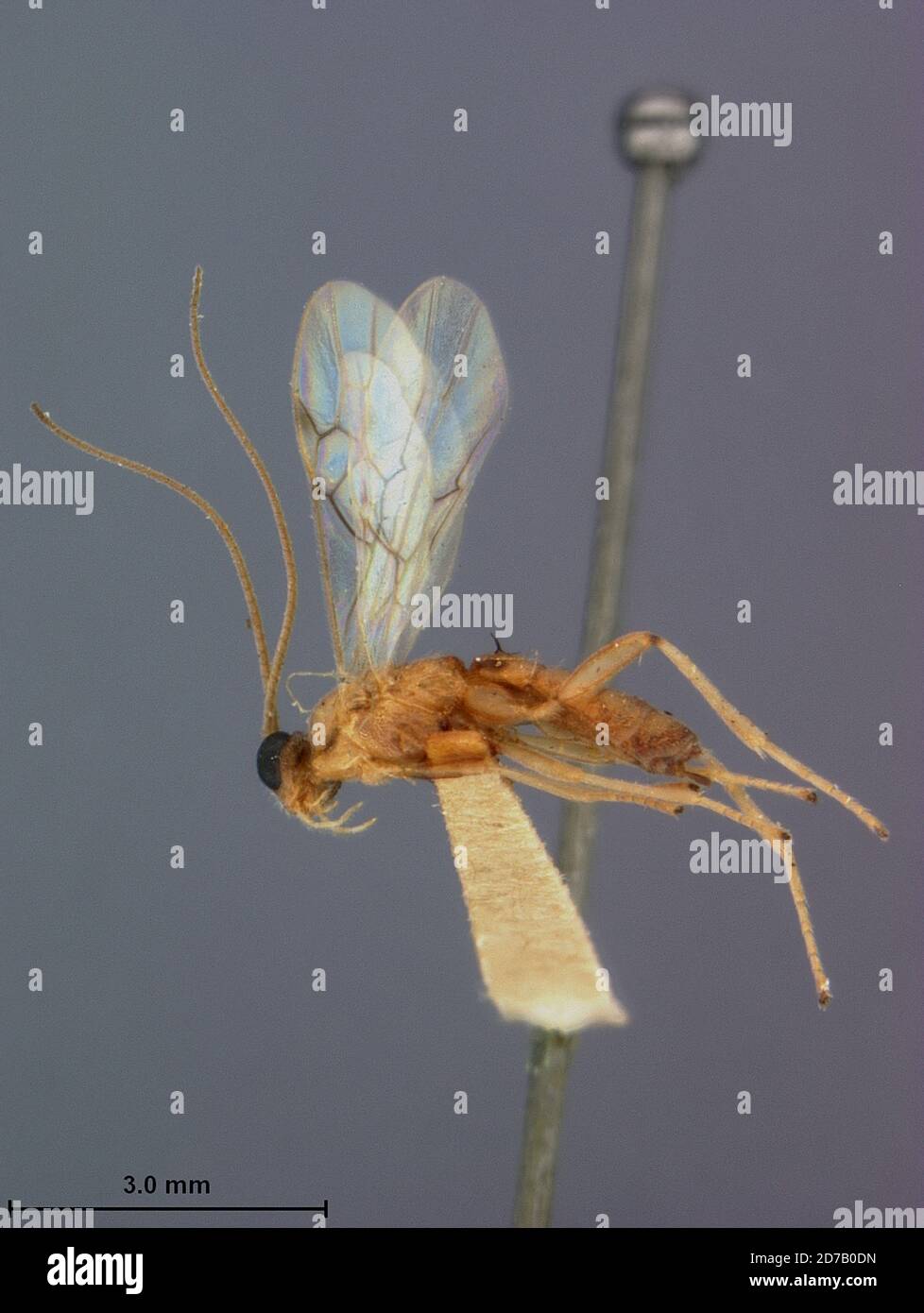 Baguio, Benguet, Philippines, Rhogas benguetensis Baker, Animalia ...