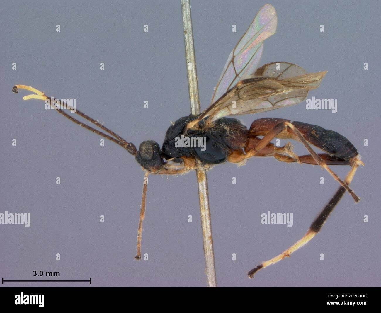 Mt. Banáhao, Philippines, Rhogas brownii Baker, Animalia, Arthropoda ...