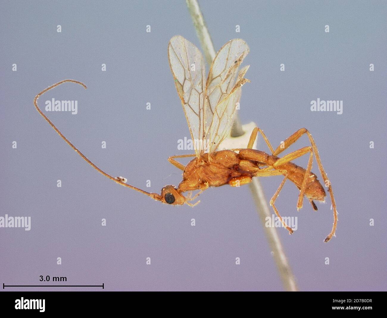 Butuan, Agusan del Norte, Philippines, Rhogas exceptus Baker, Animalia ...