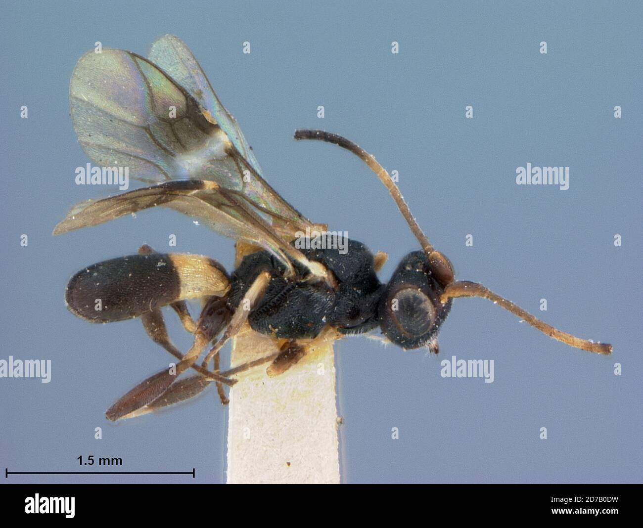 Ascogaster cinctus baker hi-res stock photography and images - Alamy