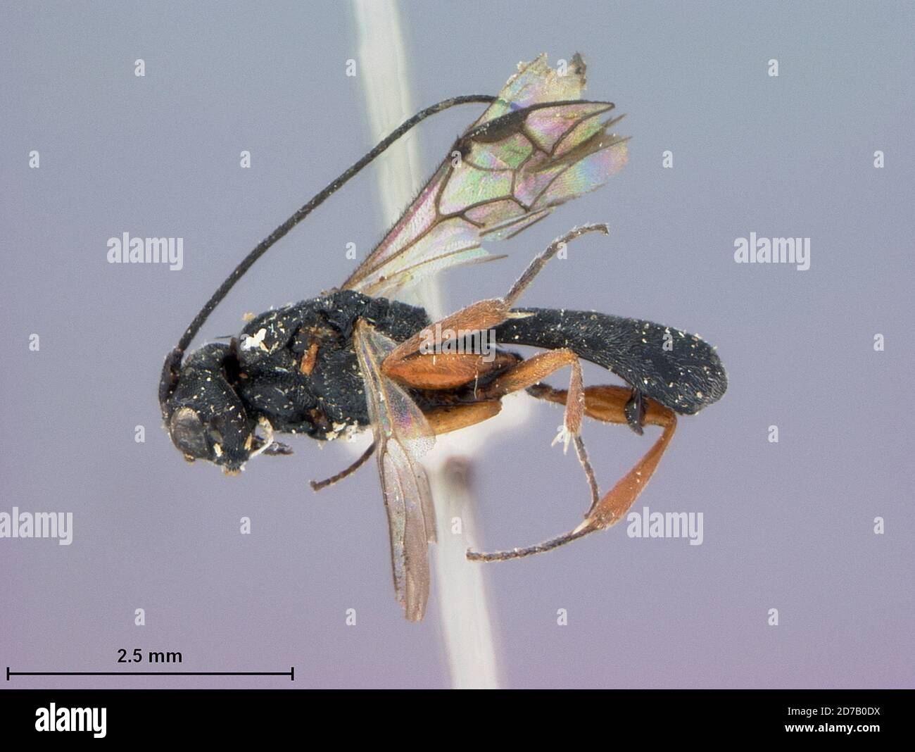 Ascogaster intensus baker hi-res stock photography and images - Alamy