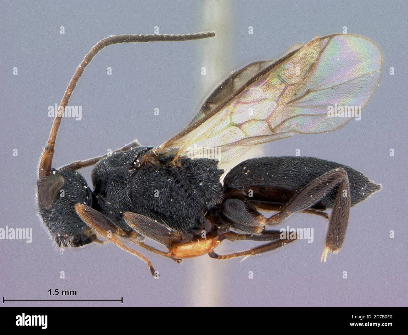 Baguio, Benguet, Philippines, Cascogaster fullawayi Baker, Animalia ...