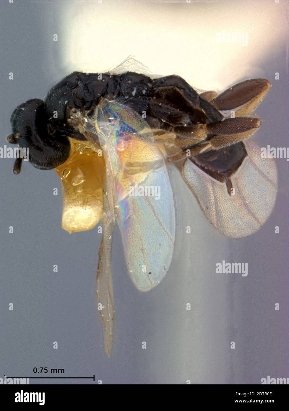 Colorado, United States, Apanteles gillettei Baker, Animalia ...