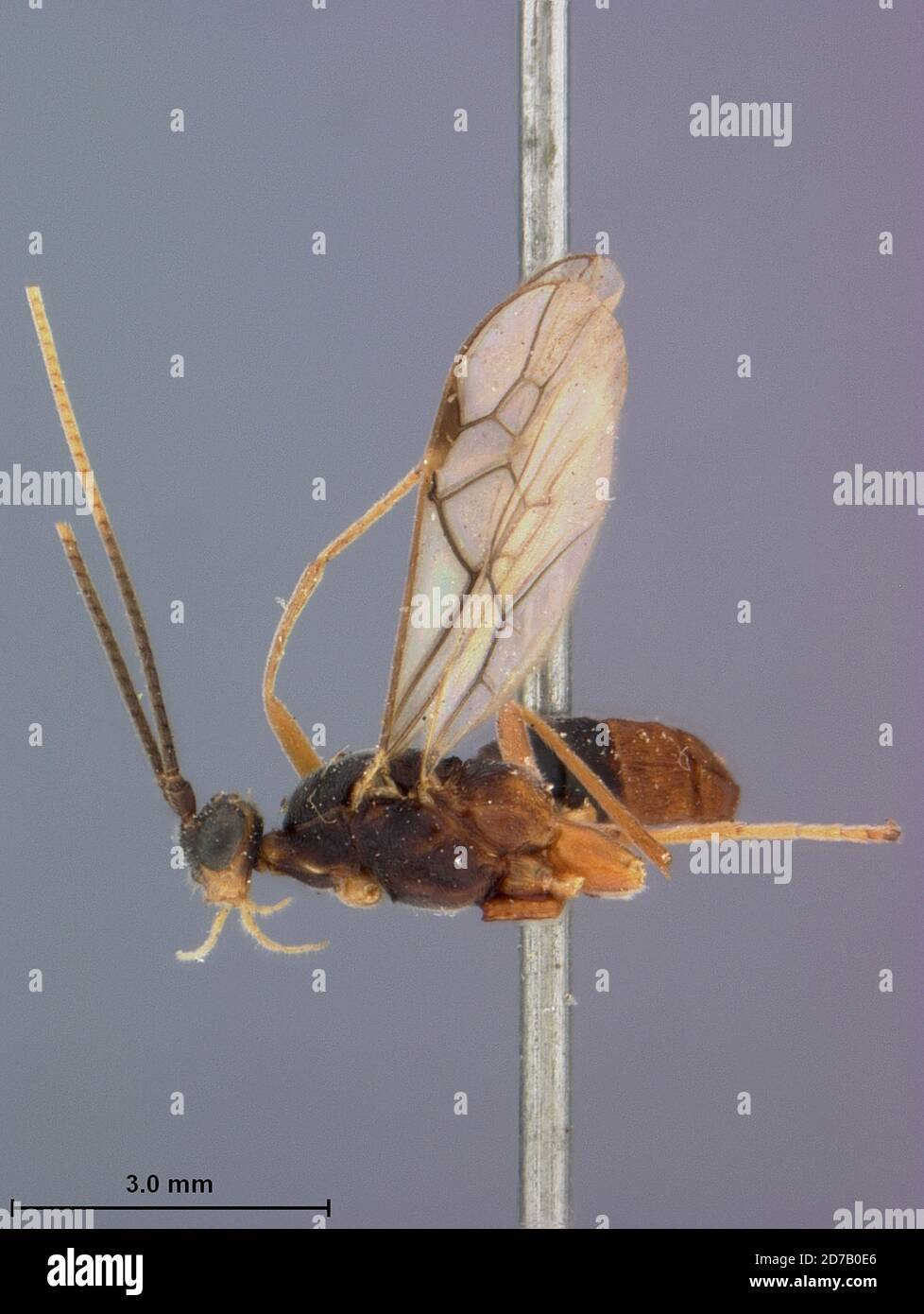 Mount Makiling, Luzon, Laguna, Philippines, Rhogas luzonensis Baker ...