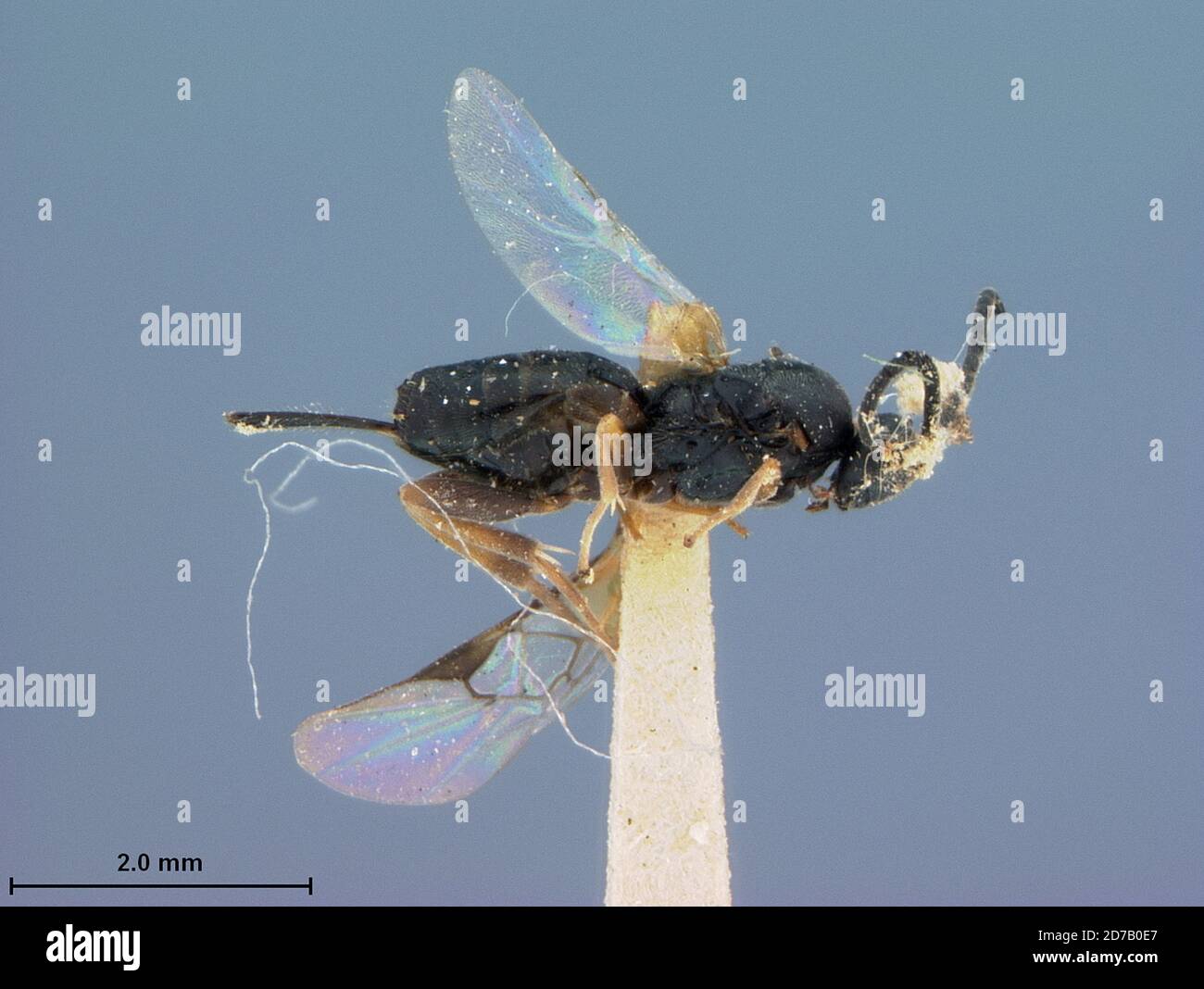 Apanteles hi-res stock photography and images - Alamy