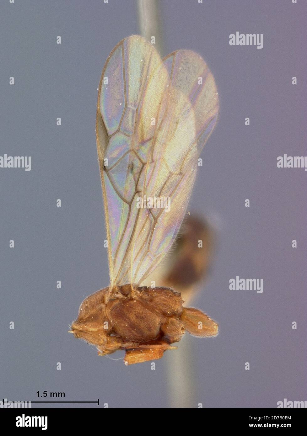 Baguio, Benguet, Philippines, Rhogas montanus Baker, Animalia ...