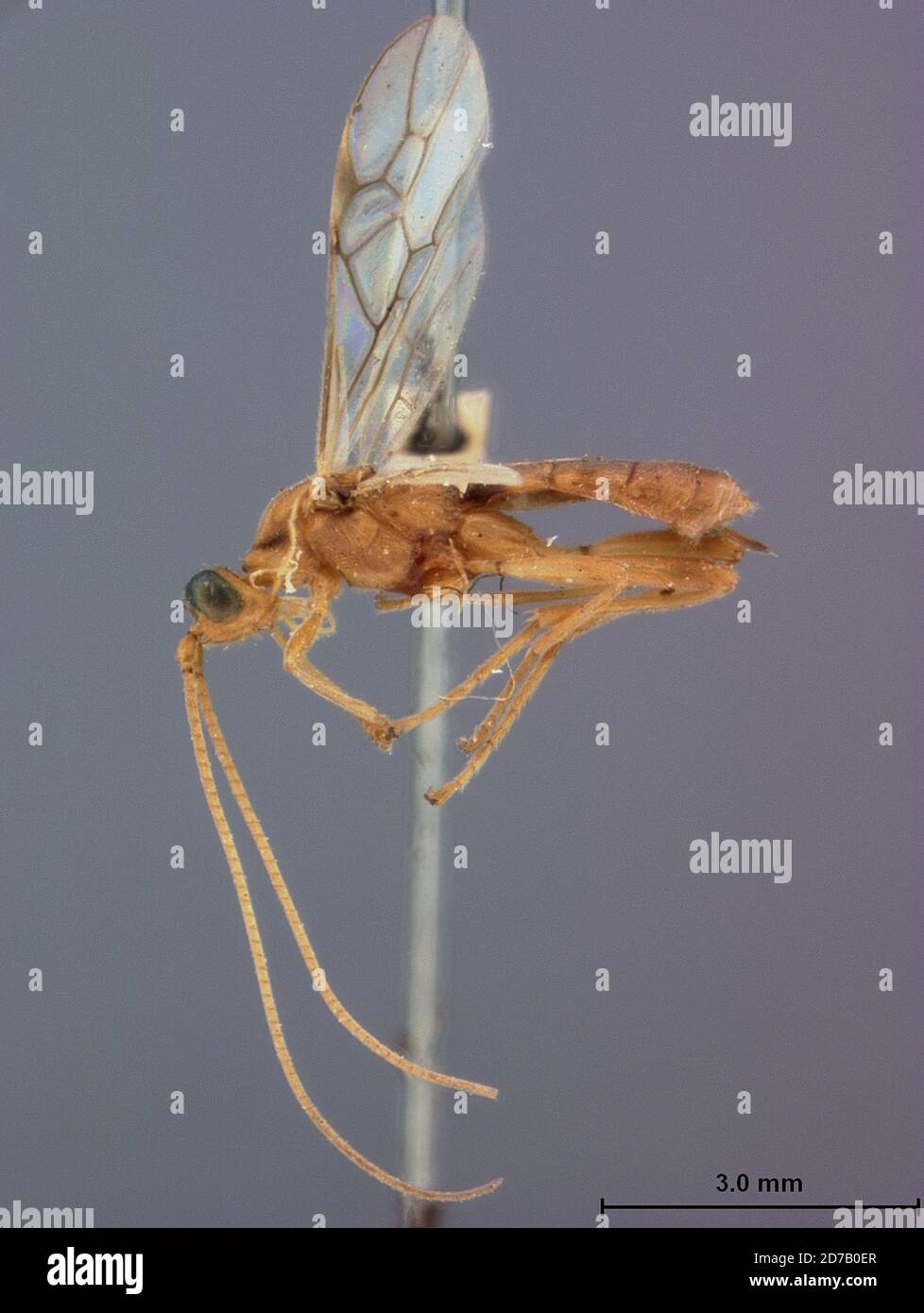 Los Banos, Laguna, Philippines, Rhogas modestus Baker, Animalia ...