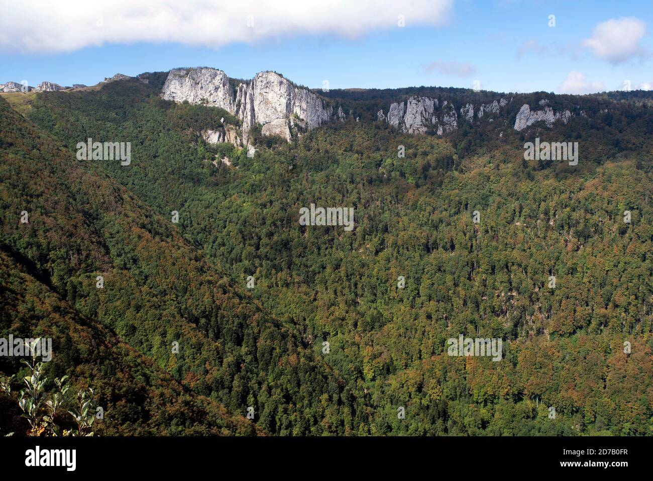 Mountain forest in the Alps in France Stock Photo - Alamy