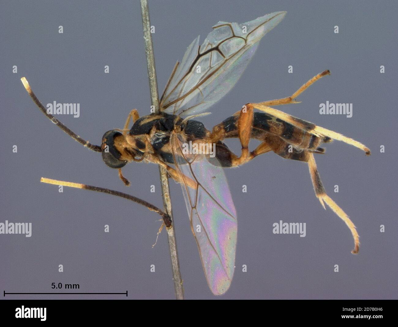 Mt. Banáhao, Philippines, Hemigyroneuron speciosus Baker, Animalia ...