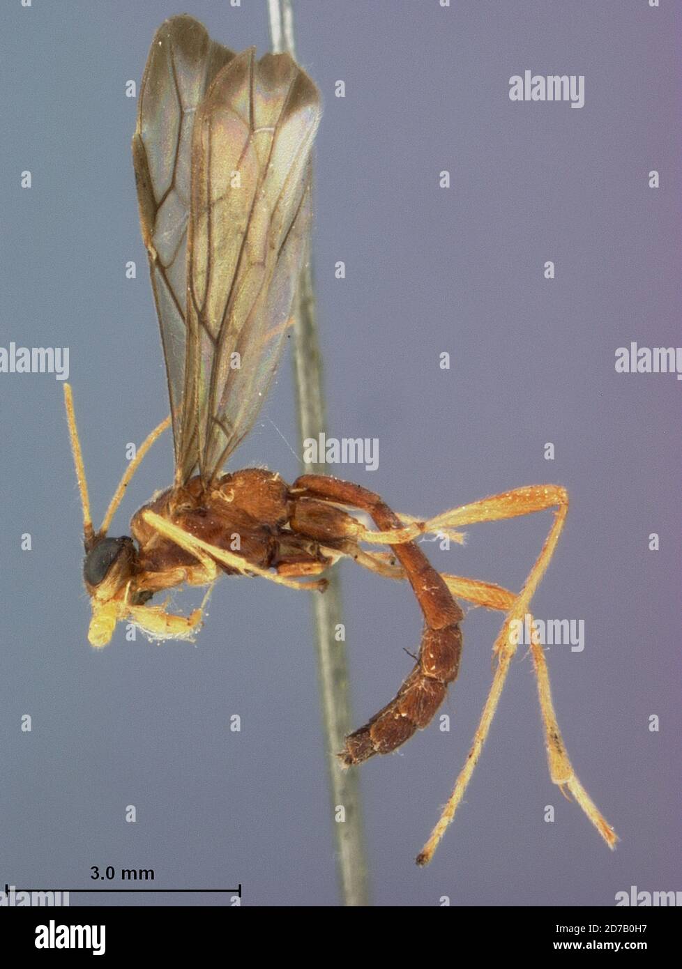 Mount Makiling, Luzon, Laguna, Philippines, Macrostomionella ...