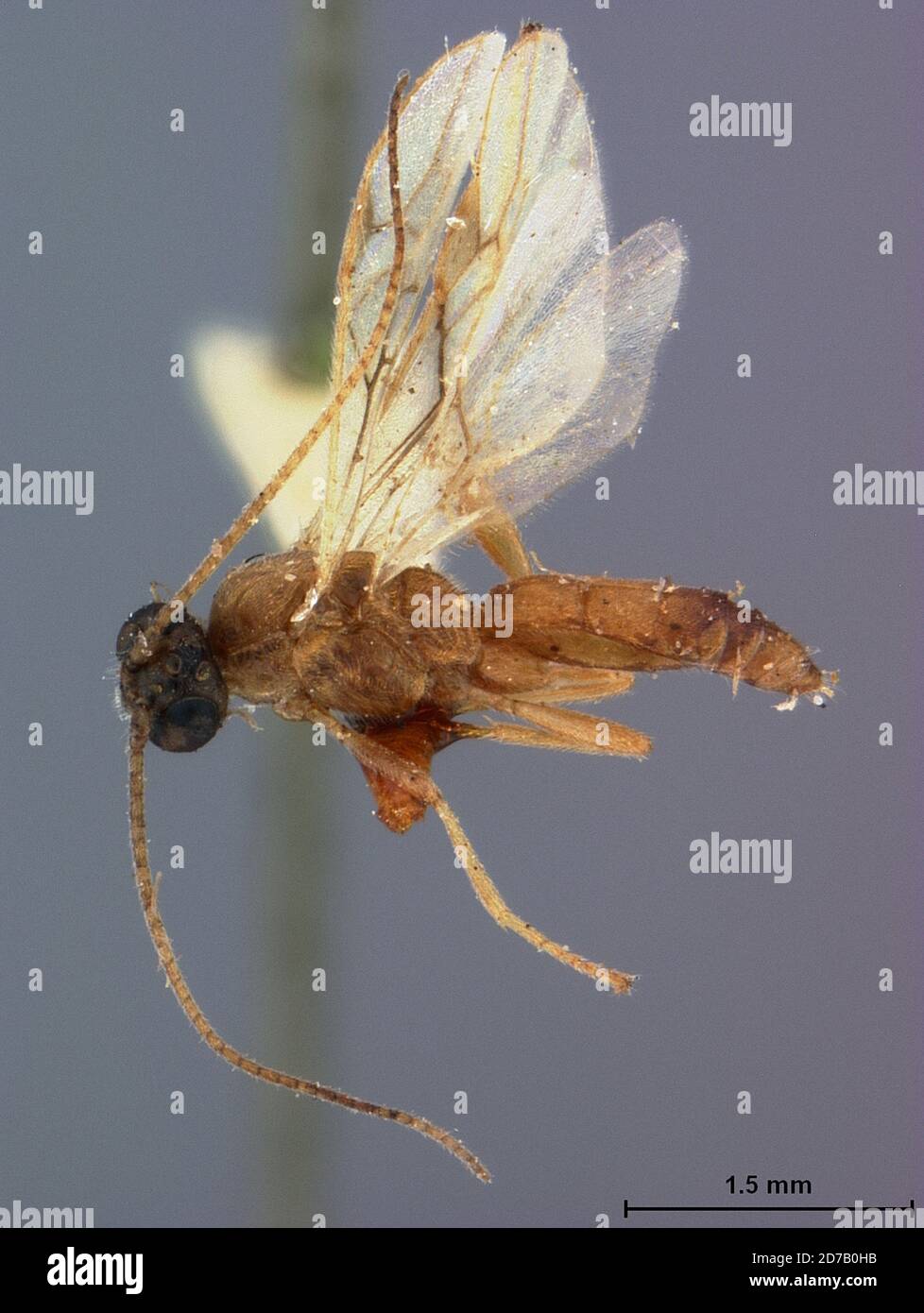 Puerto Princesa, Palawan, Philippines, Rogas subquadratus Baker ...