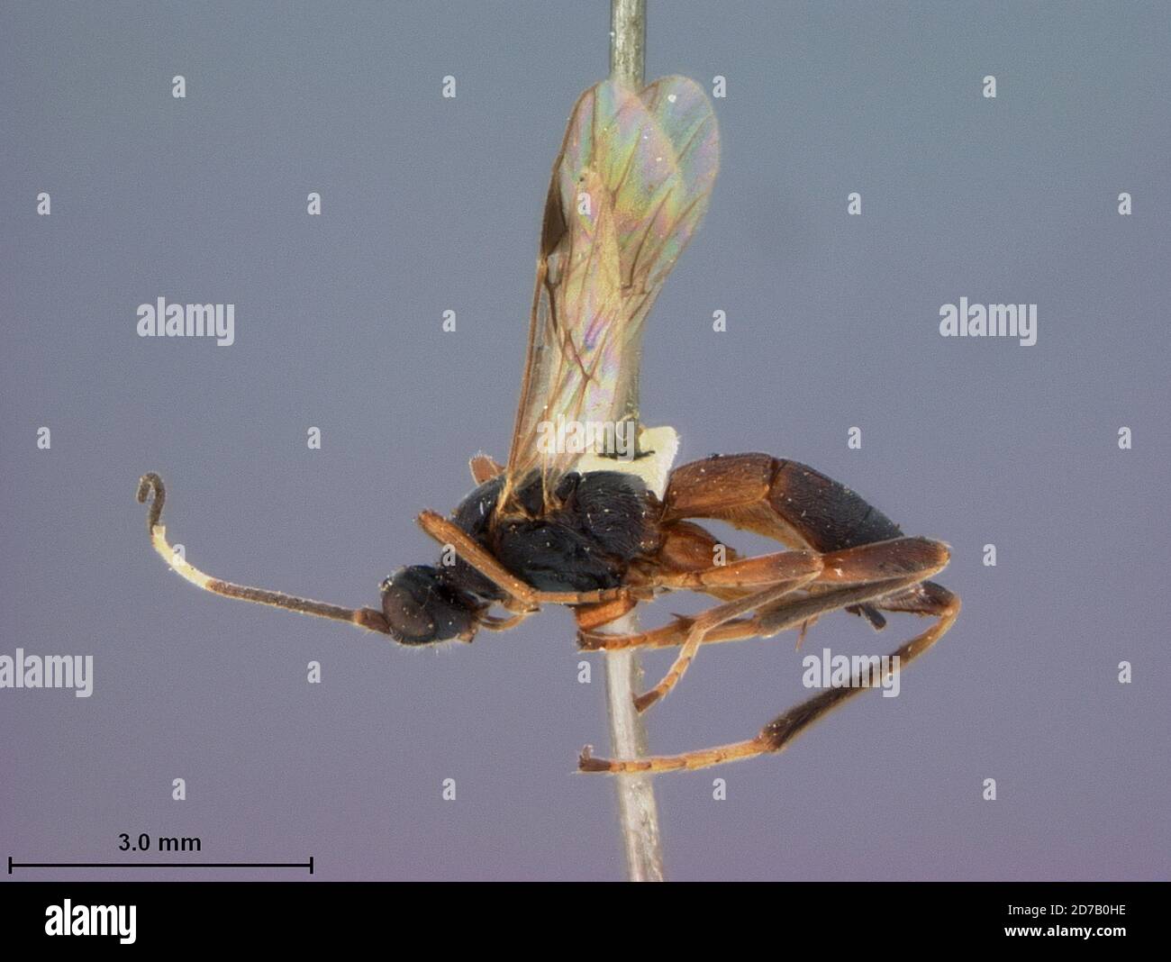 Mount Makiling, Luzon, Laguna, Philippines, Rhogas sanchezi Baker ...