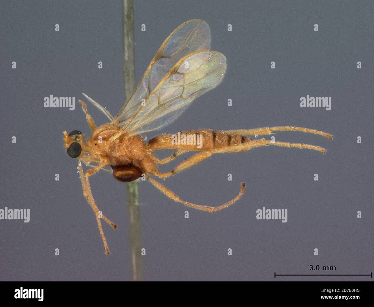 Puerto Princesa, Palawan, Philippines, Rhogas palavanicus Baker ...