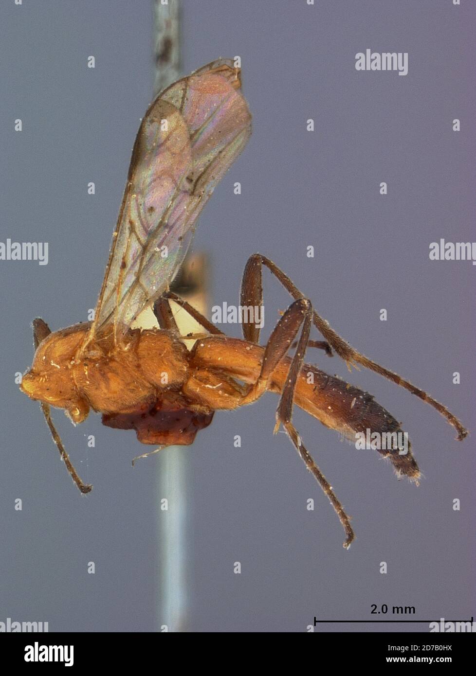 Mount Makiling, Luzon, Laguna, Philippines, Rhogas schultzei Baker ...