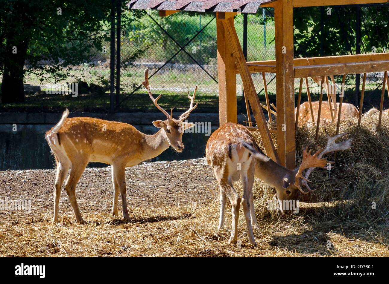 Several fallow-deer feed with hay in rack at park, Sofia, Bulgaria ...