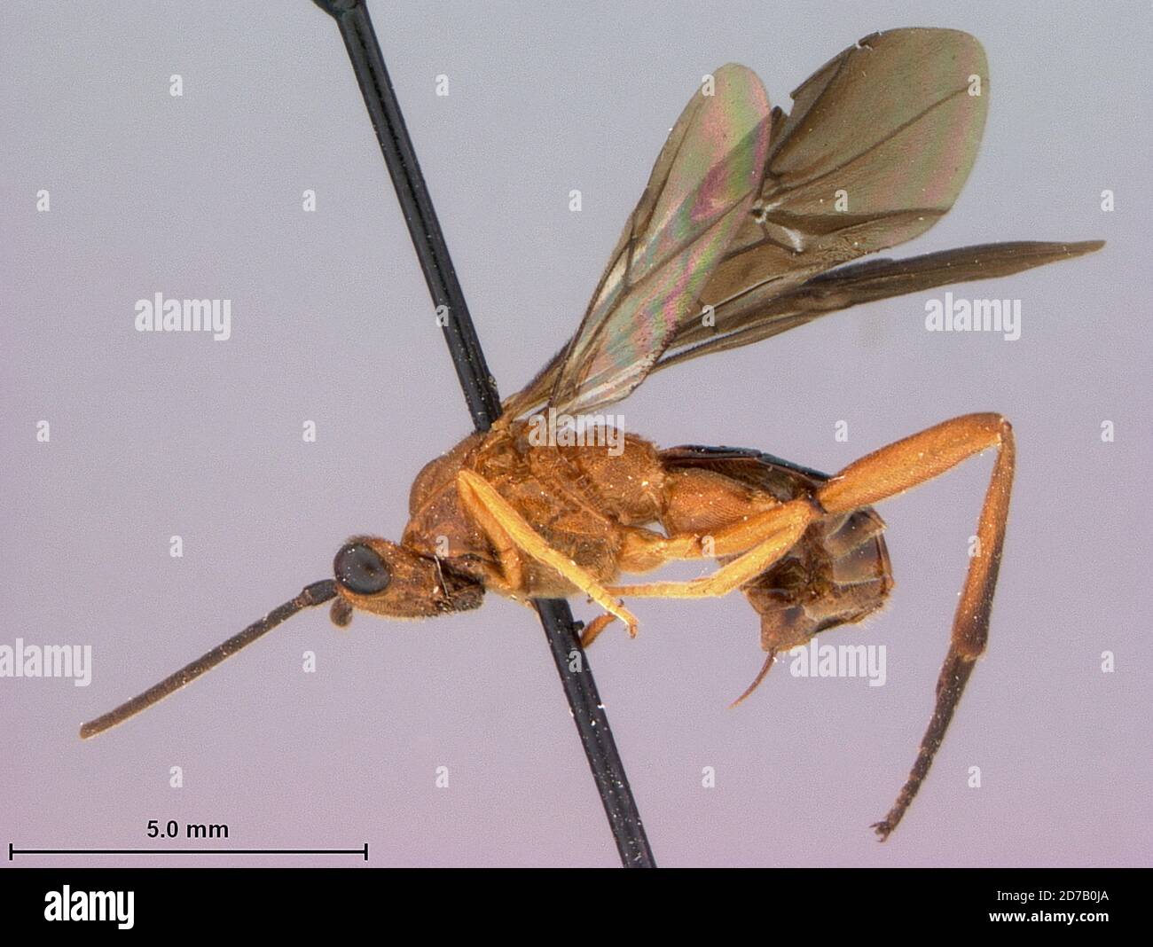 Sibuyan Island, Romblon Province, Philippines, Euagathis rotundus Bhat ...