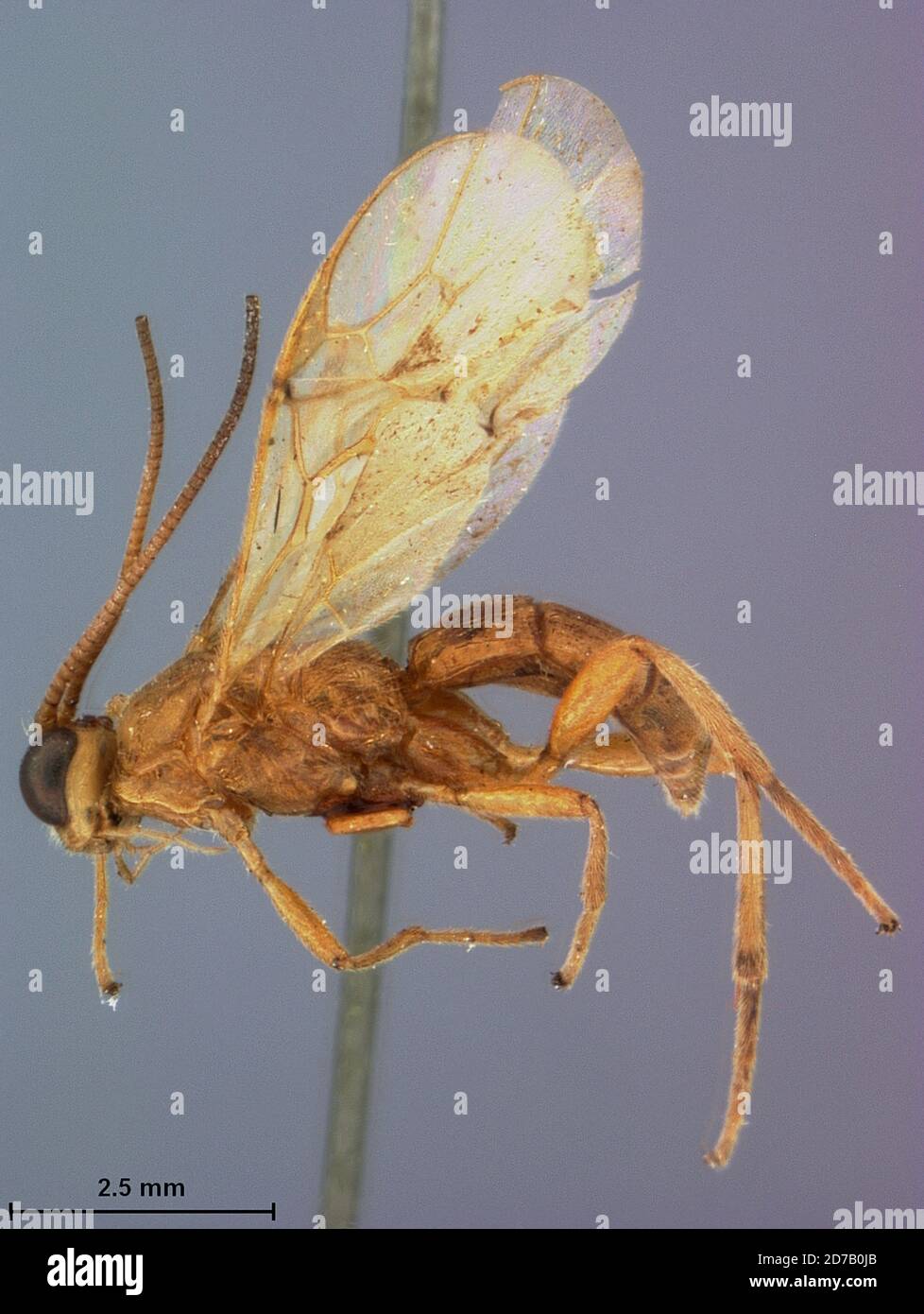 Davao, Davao del Sur, Philippines, Hemigyroneuron suffusus Baker ...