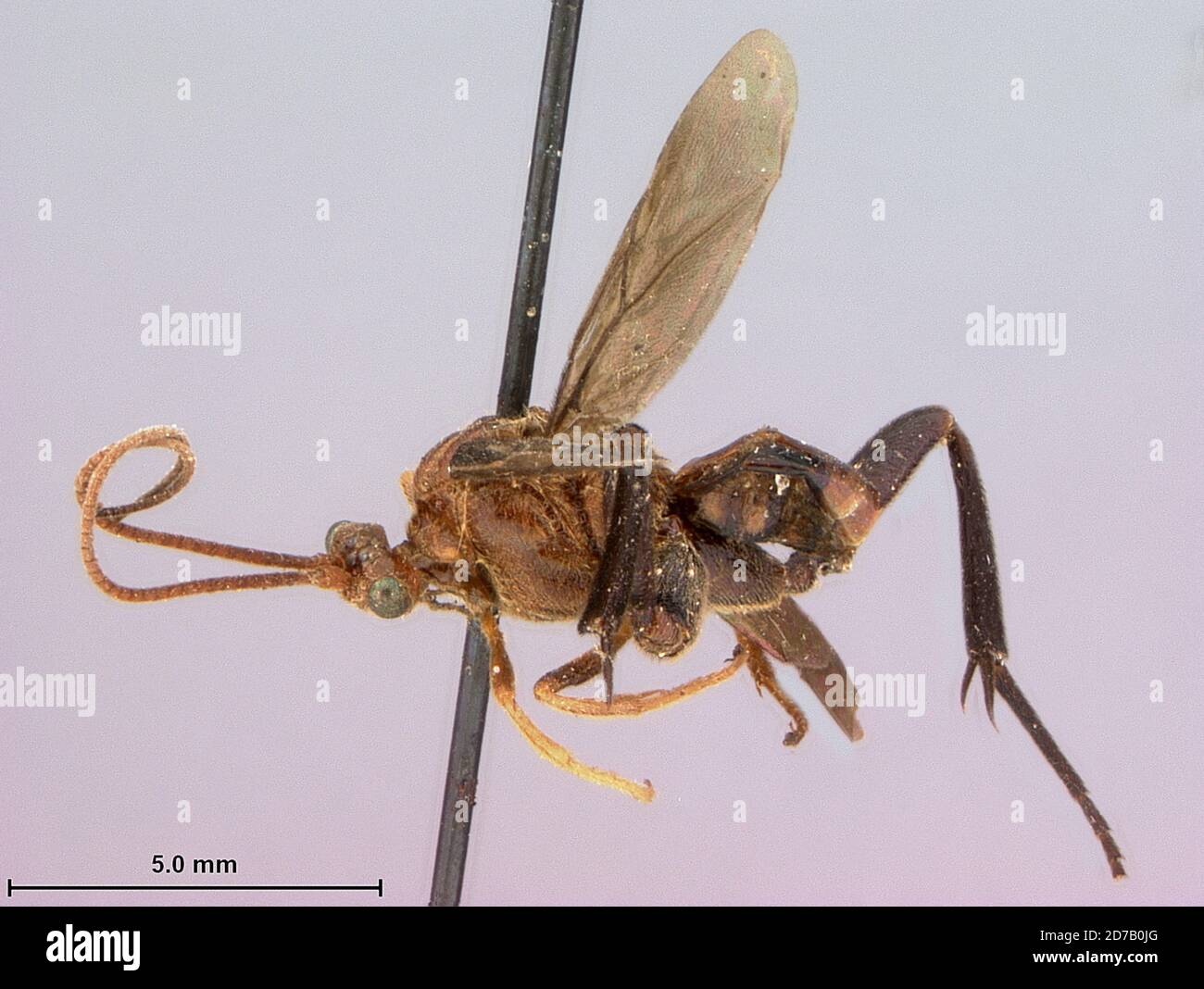 Hangzhou, Zhejiang, China, Euagathis relativa Bhat & Gupta, Animalia ...