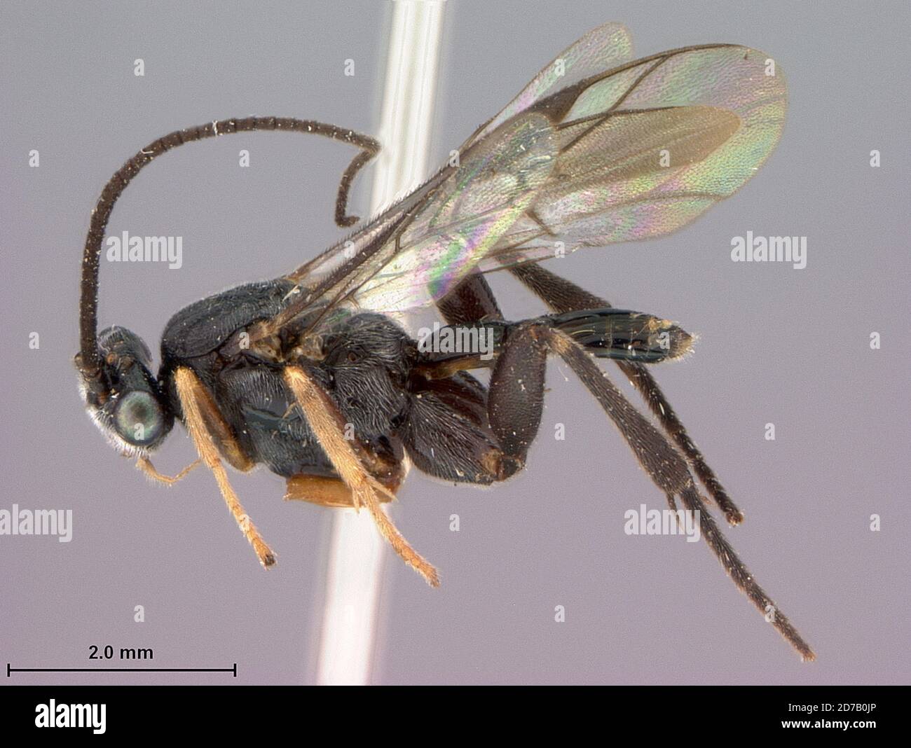 Mount Makiling, Luzon, Laguna, Philippines, Baeognatha luzonica Bhat ...