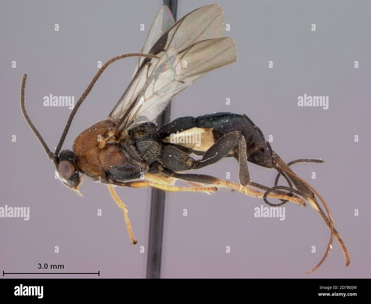 Buitenzorg, West Java, Indonesia, Baeognatha javana Bhat & Gupta ...