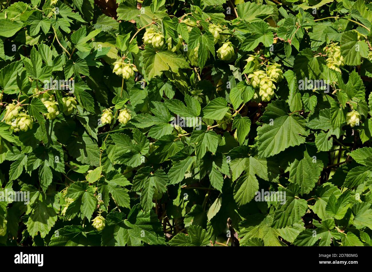 Female flowers of Humulus lupulus, also called hops, in the forest ...