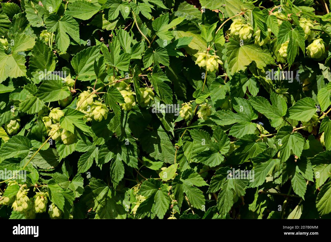 Female flowers of Humulus lupulus, also called hops, in the forest ...