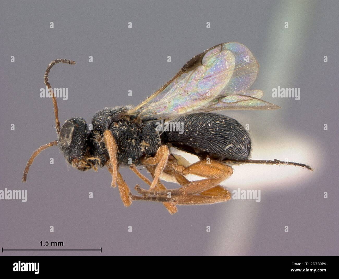 Fort Yuma, Yuma, Arizona, United States, Urosigalphus arizonensis ...