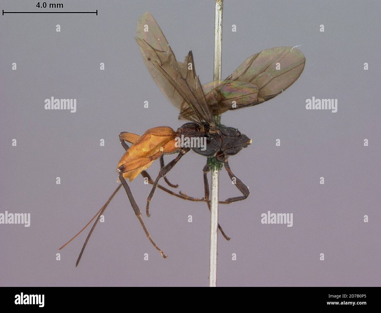 Bosque, Texas, United States, Bracon disjunctus Cresson, Animalia ...