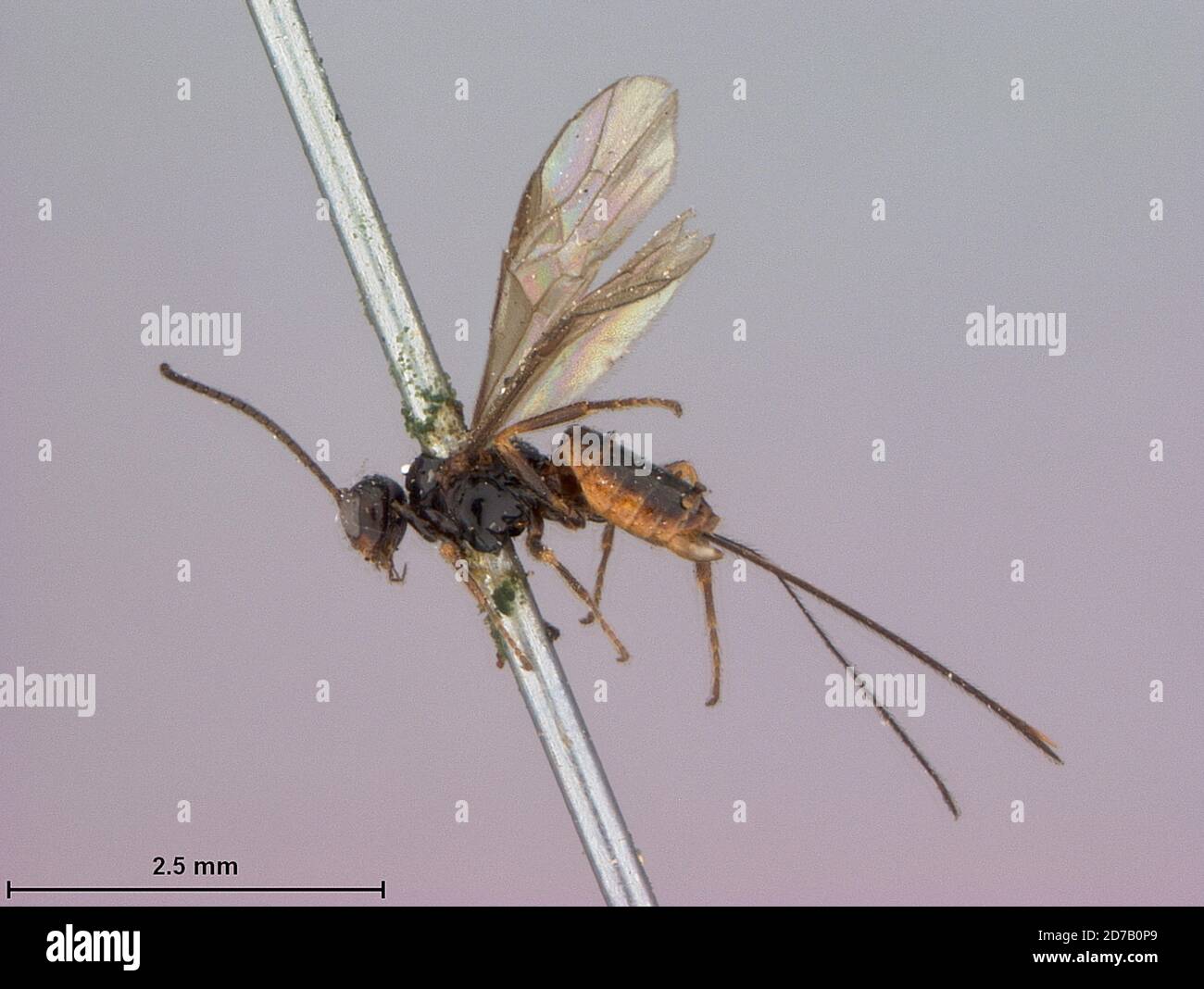 Bracon minimus cresson hi-res stock photography and images - Alamy