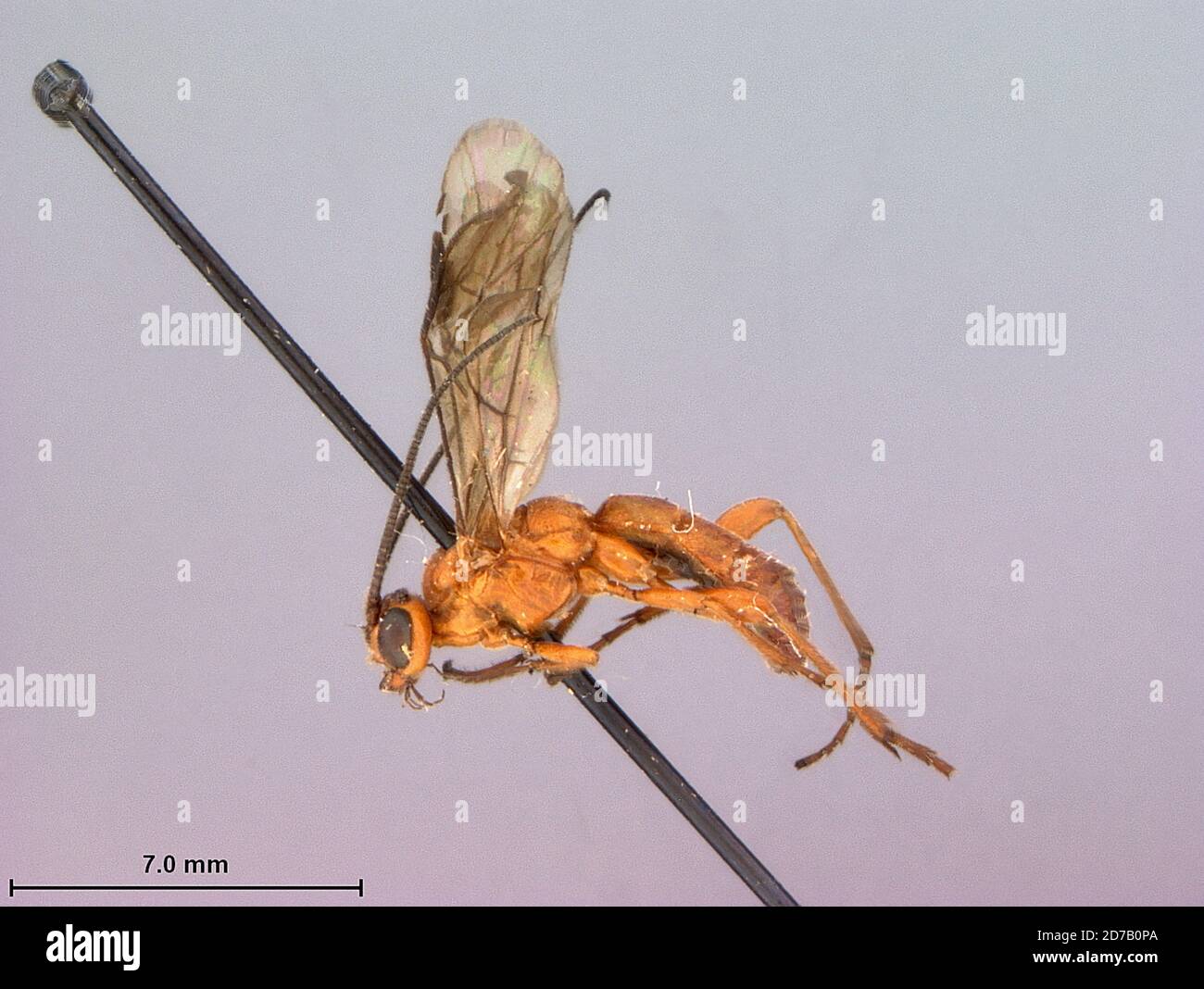 Victoria, Texas, United States, Rogas mandibularis Cresson, 1872 ...