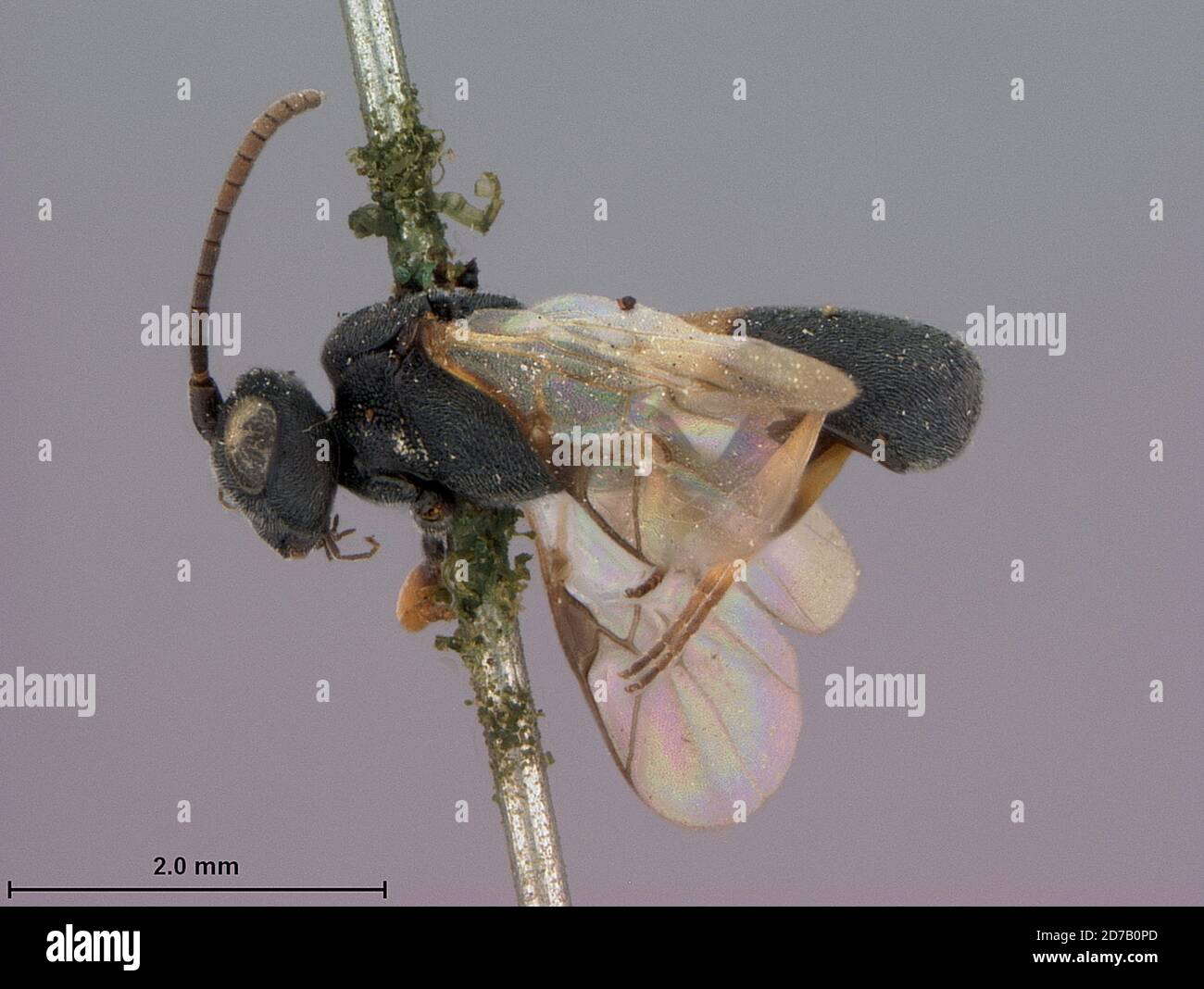 Bosque, Texas, United States, Chelonus electus Cresson, Animalia ...