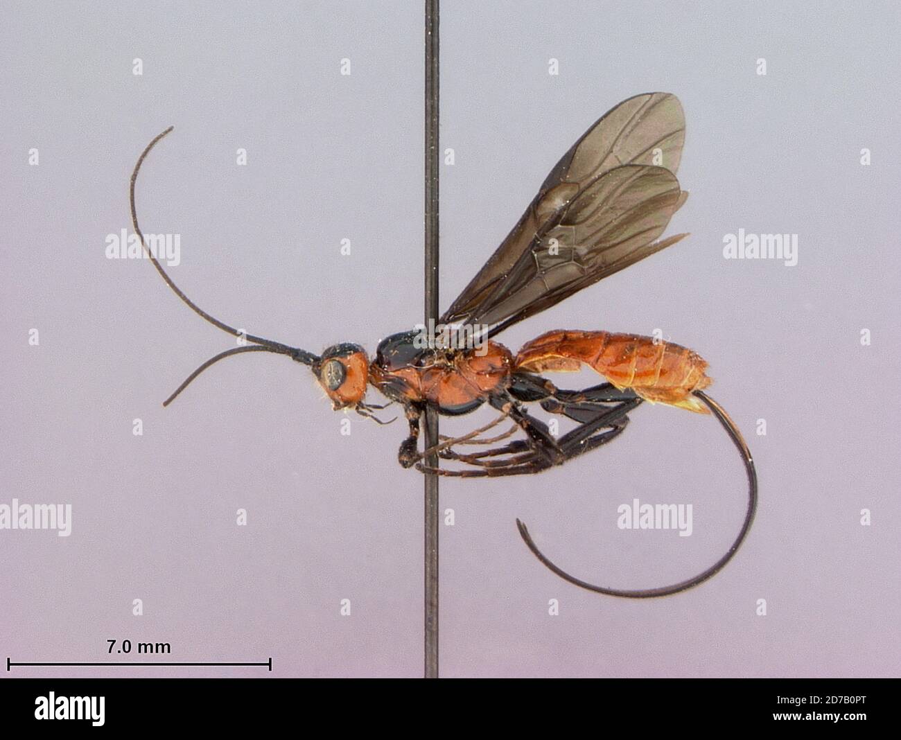 Atanycolus anocomidis cushman hi-res stock photography and images - Alamy