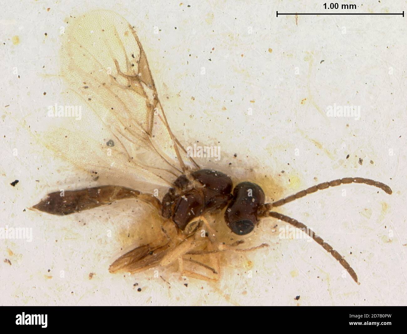 United States, Lysiphlebus testaceipes Cresson, Animalia, Arthropoda ...