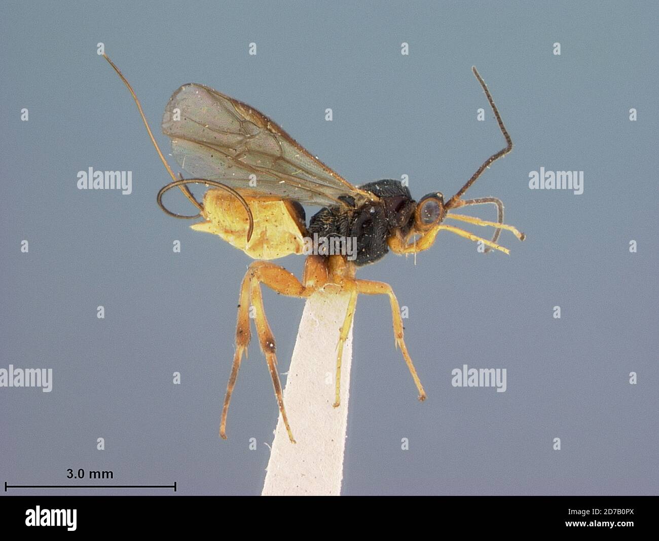 Bassus carpocapsa cushman hi-res stock photography and images - Alamy