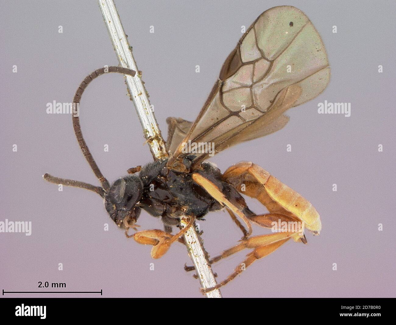 Bosque, Texas, United States, Ichneutes abdominalis Cresson, Animalia ...