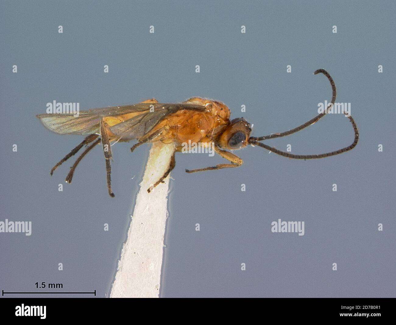 Nantucket Island, Nantucket, Massachusetts, United States, Microbracon ...