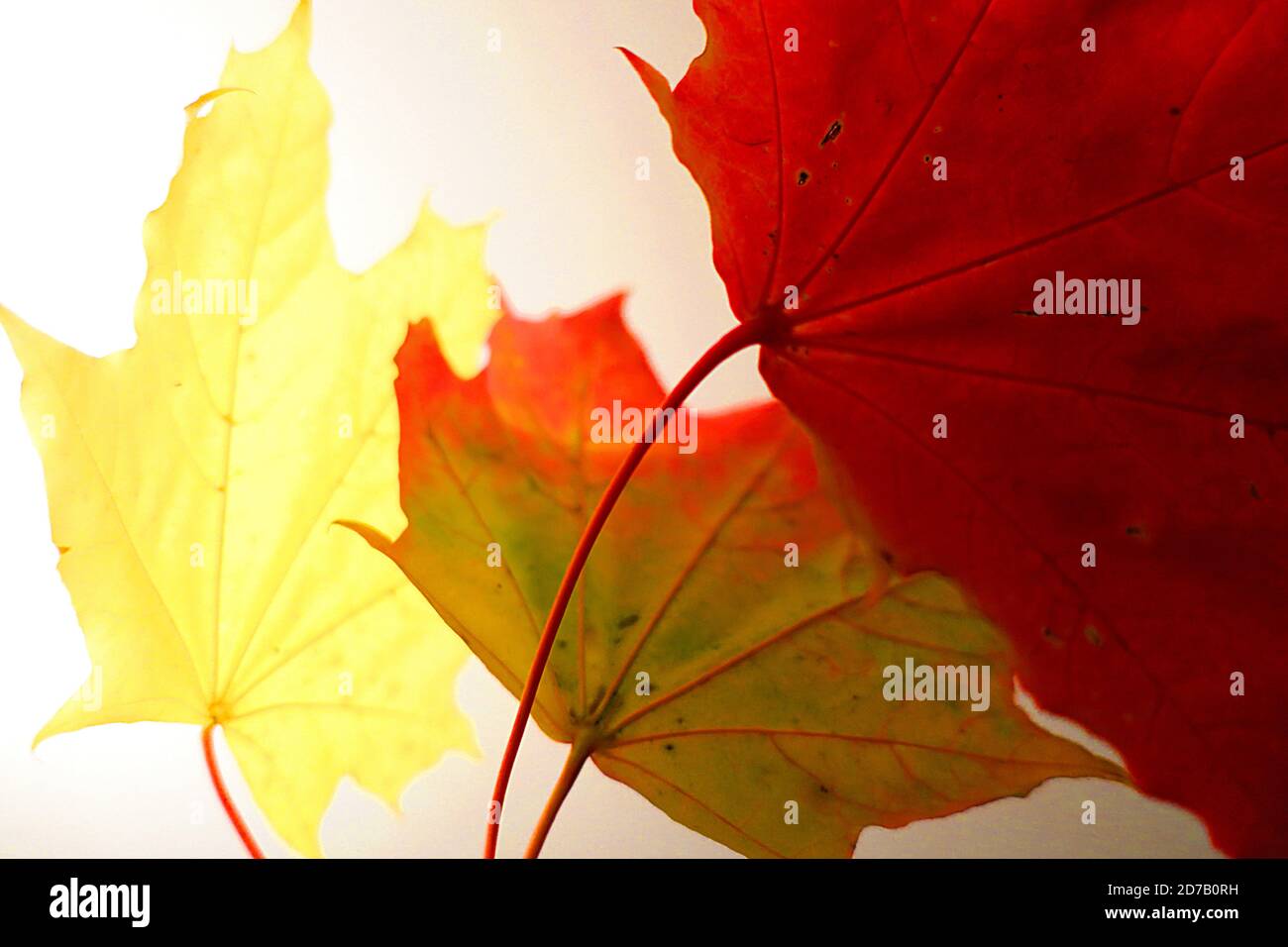 Three falling leaves hi-res stock photography and images - Alamy