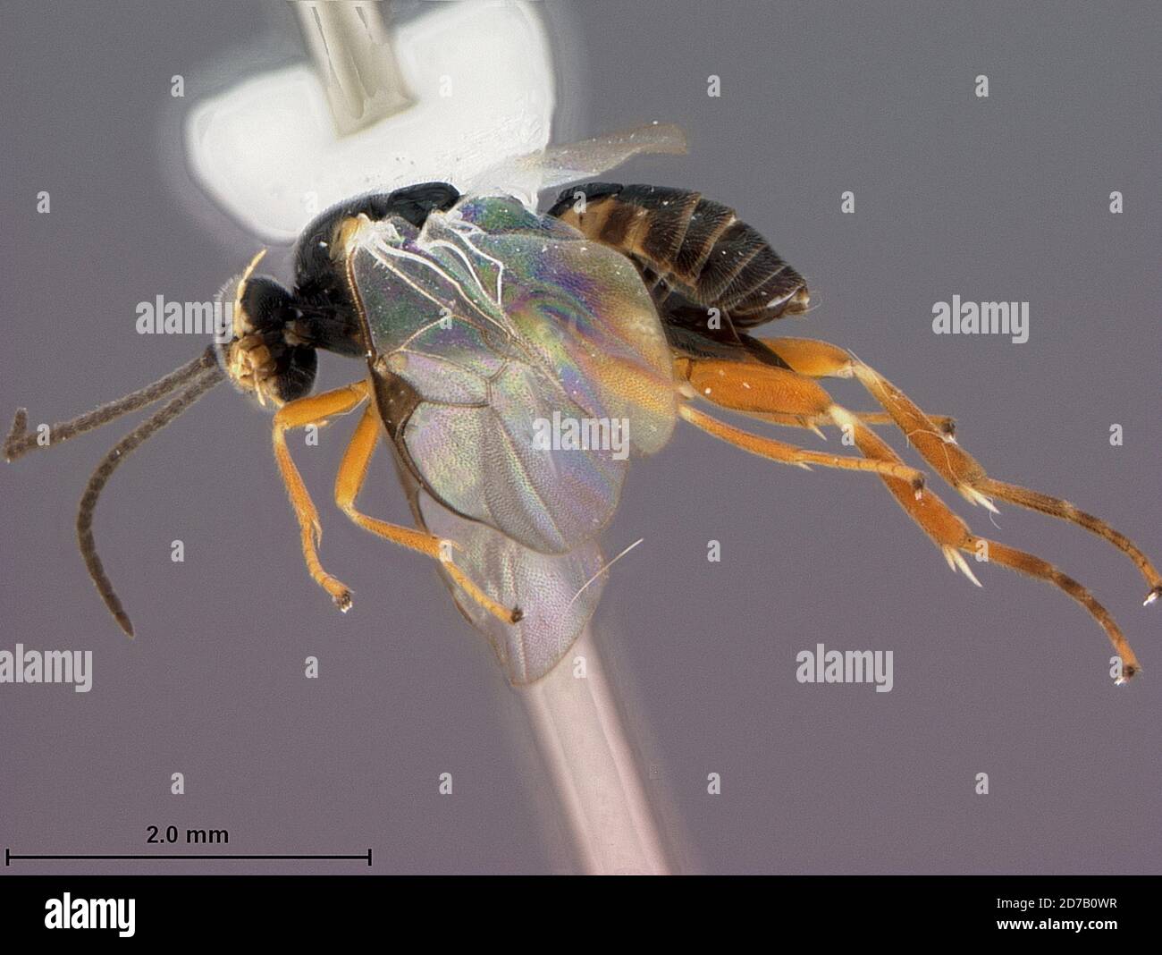 4 miles south of Cuckoo, Louisa, Virginia, United States, Alphomelon ...